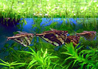 Marble Hatchetfish (Carnegiella strigata)