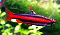 Red Pencilfish
